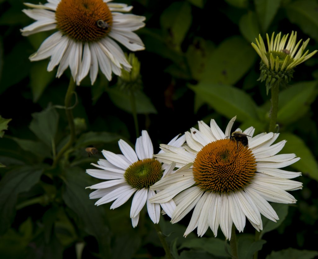 Plant A Bee Garden – “Somewhere, something incredible is waiting to be ...