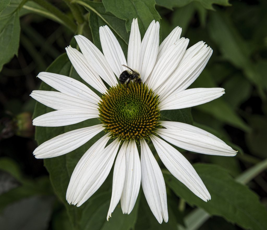 Plant A Bee Garden – “Somewhere, something incredible is waiting to be ...