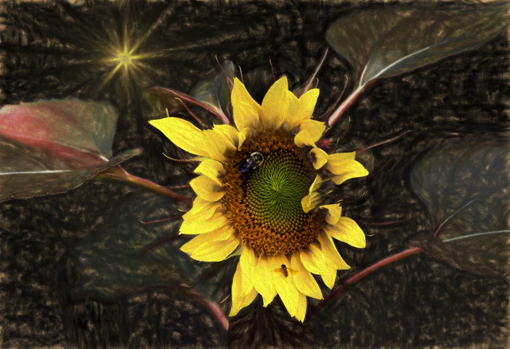 Sunflowers and Math – “Somewhere, something incredible is waiting to be ...